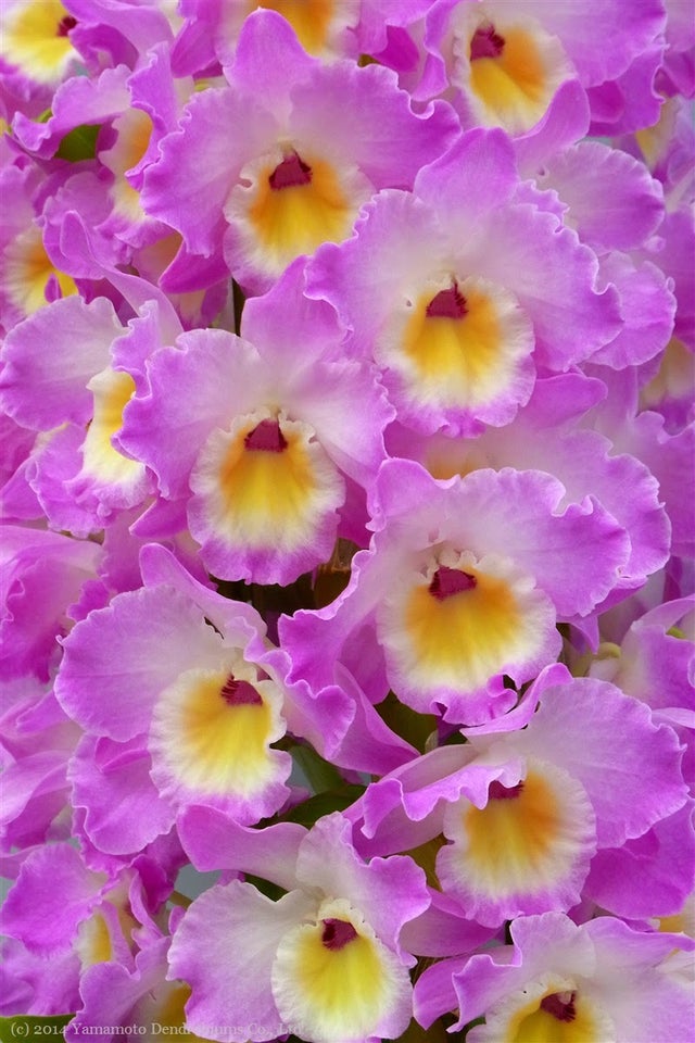 Dendrobium