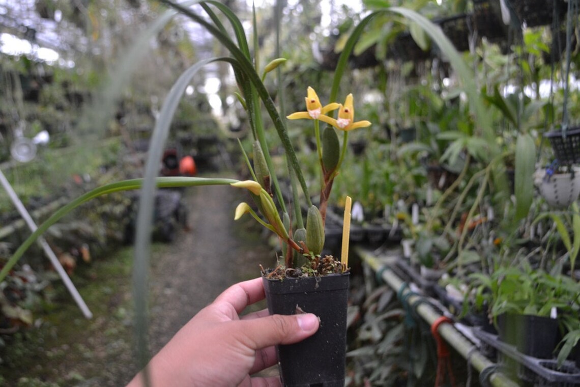 Maxillaria tenuifolia 'Yamada' (The Coconut Orchid)